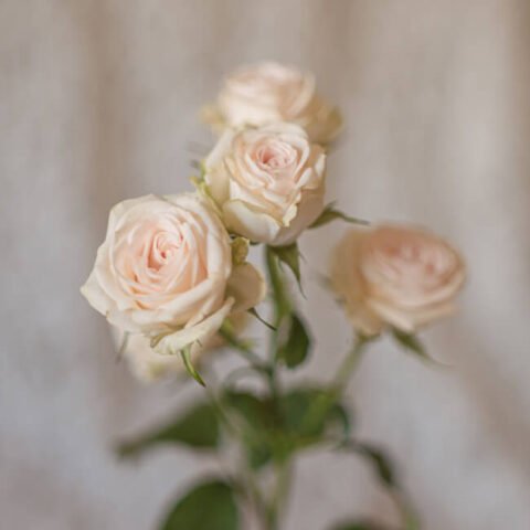 Soft Pink/Peach Roses – Spray - 10 stem bu - Flower Delivery - You Floral