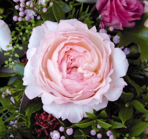 Soft Pink Roses – Garden - 10 stem bu - Flower Delivery - You Floral