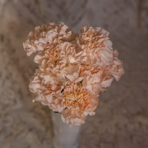Peach Carnation Standard - 25 stem bu - Flower Delivery - You Floral