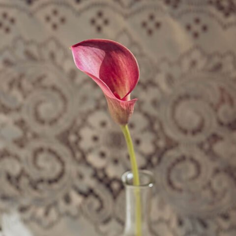 Pink Calla Lilies – Mini - 10 stem bu - Flower Delivery - You Floral