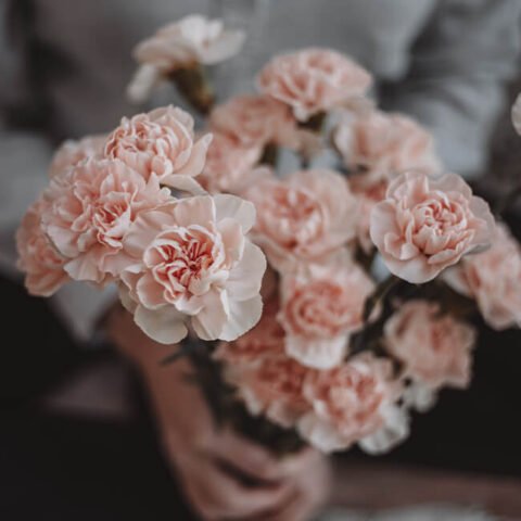 Light Pink Carnation Standard - 25 stem bu - Flower Delivery - You Floral