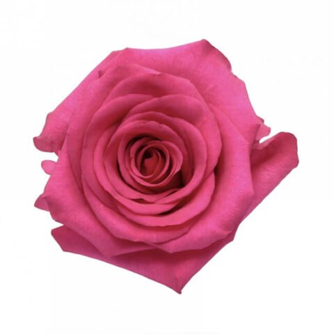 Pink (Hot Paris) Roses – Standard - 25 stem bu - Flower Delivery - You ...