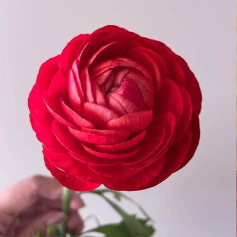 Red Ranunculus - 10 stem bu - Flower Delivery - You Floral
