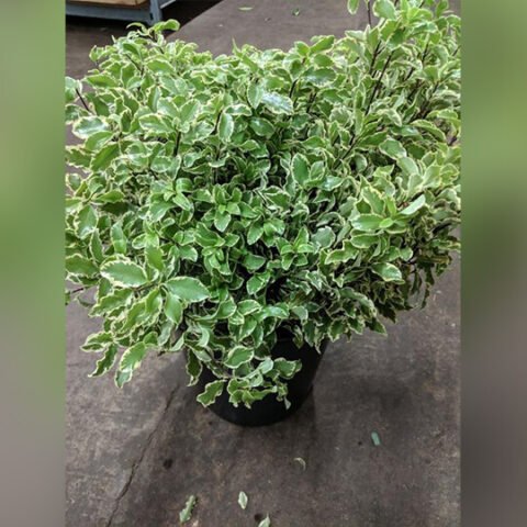 Silver Queen Pittosporum - Flower Delivery - You Floral