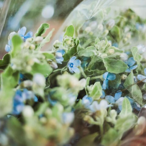 Tweedia - 10 stem bu - Flower Delivery - You Floral