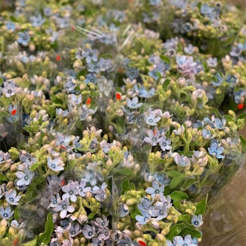 Tweedia - 10 stem bu - Flower Delivery - You Floral