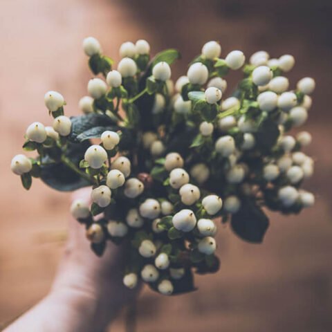 White/Cream Hypericum - 10 stem bu - Flower Delivery - You Floral