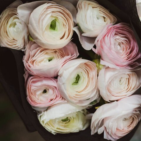 Blush/Soft Pink Ranunculus - 10 stem bu - Flower Delivery - You Floral