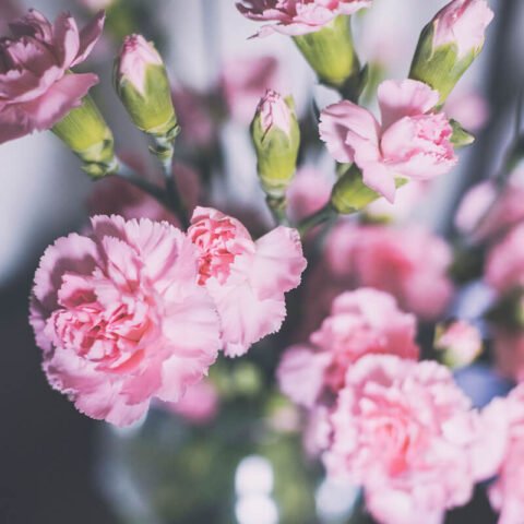 Light Pink Carnations - Mini - 10 stem bu - Flower Delivery - You Floral
