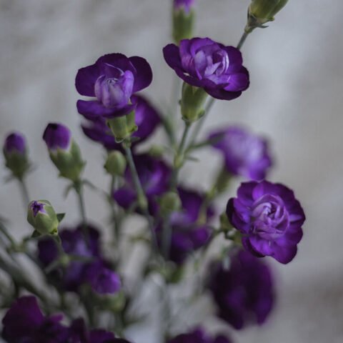Dark Purple Carnations - Mini - 10 stem bu - Flower Delivery - You Floral