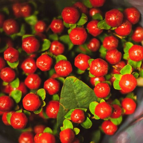 Red Hypericum - 10 stem bu - Flower Delivery - You Floral