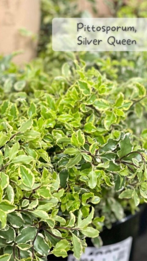 Silver Queen Pittosporum - Flower Delivery - You Floral