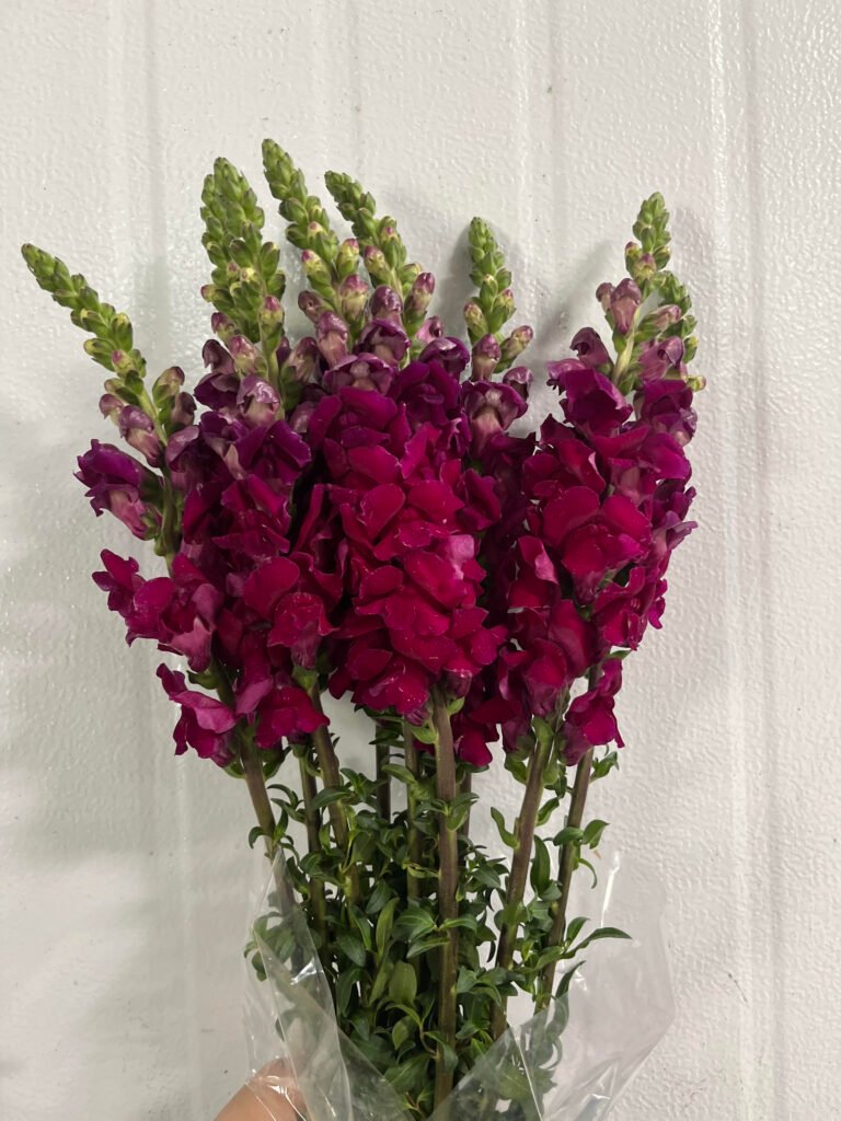 Red/Burgundy Snapdragons - 10 stems - Flower Delivery - You Floral