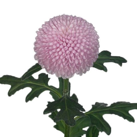 Lavender (momoko) Disbud Mum – Ball Style - 10 stem bu - You Floral